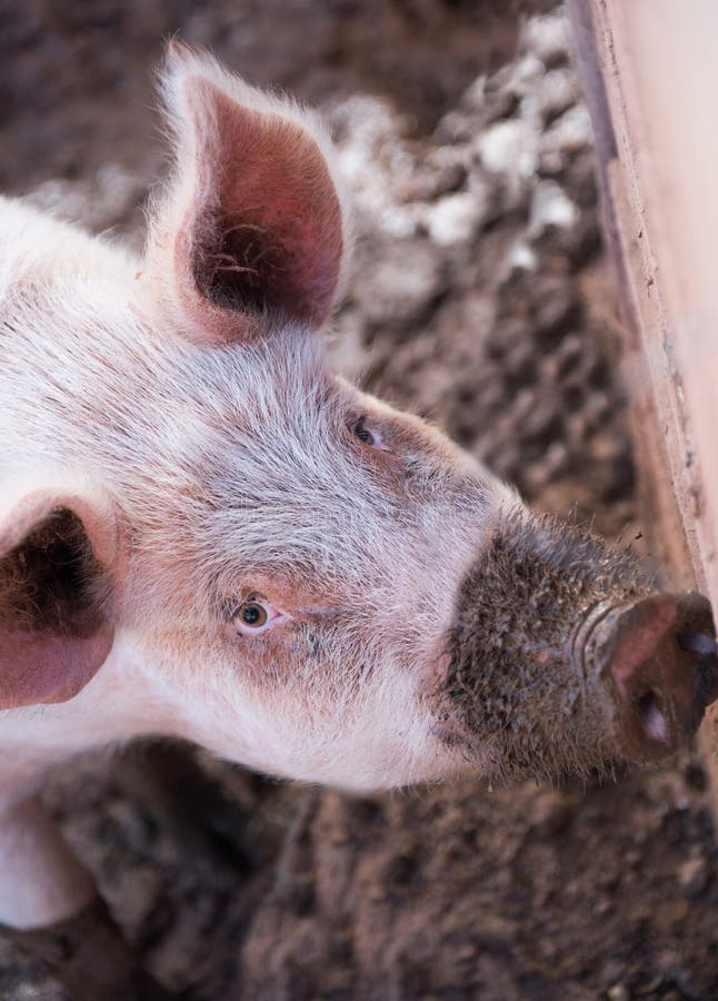 Young dirty pig stock image. Image of farmyard, farm - 81022475