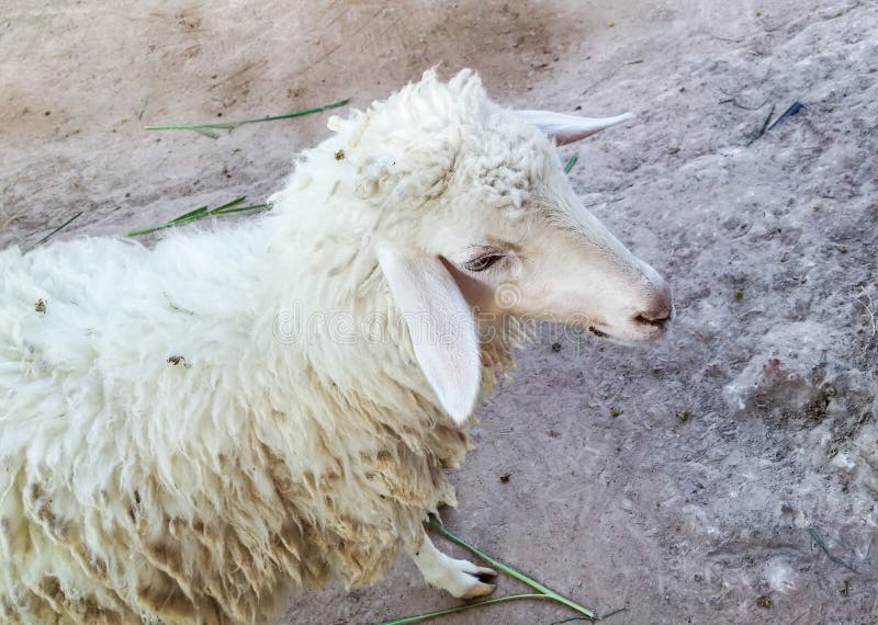 Young dirty sheep stock photo. Image of agriculture, dirty - 60178440