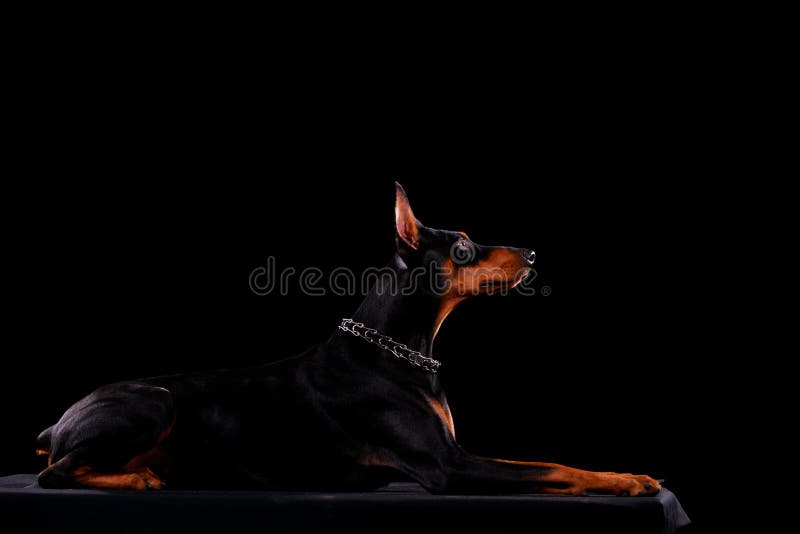 135 Doberman Side View Stock Photos - Free & Royalty-Free Stock Photos ...