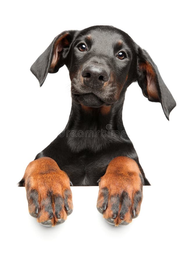 Young Doberman Pinscher, Above Banner Stock Photo - Image of blank ...