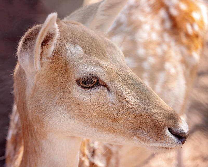 A Young Doe Deer in Close-up Stock Image - Image of head, expression ...