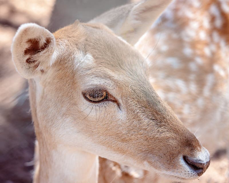 A Young Doe Deer in Close-up Stock Photo - Image of head, nose: 144527876