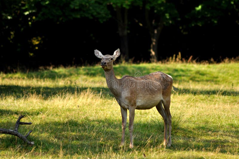 Doe Guards Stock Photos - Free & Royalty-Free Stock Photos from Dreamstime