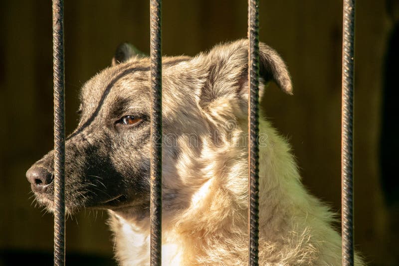 Two Young Dog Behind Bars in the Aviary of One of the Dog Shelters ...