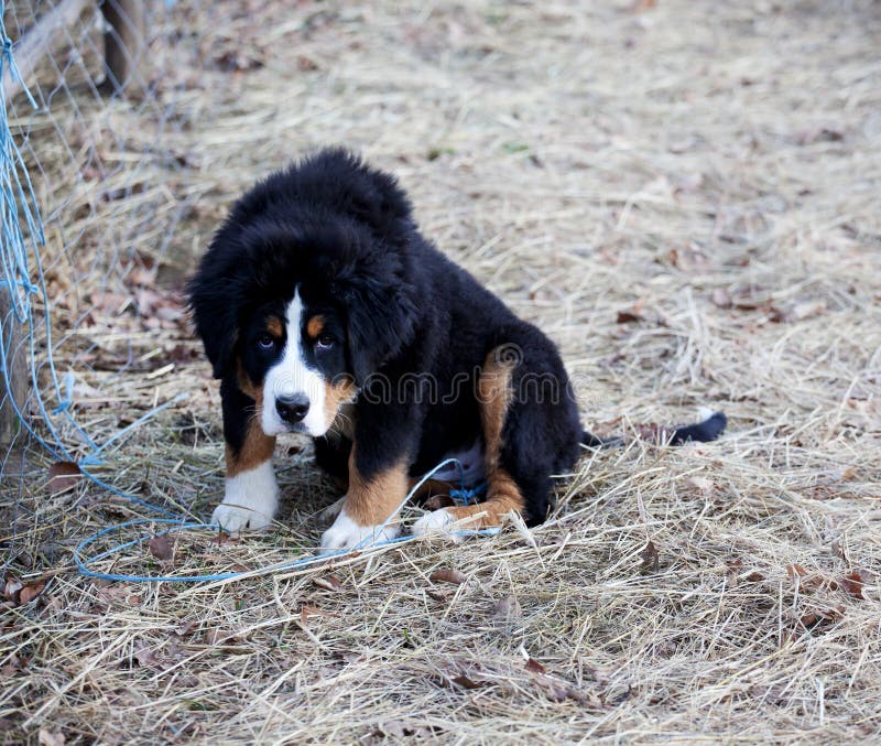 Young Dog, Keeper of the Estate Stock Photo - Image of mammal, head ...