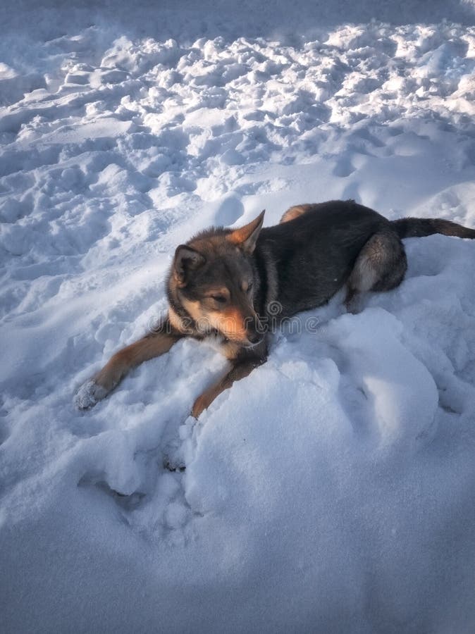 Young Dog Lying on White Fluffy Snow. Portrait of a Young Dog Lying in ...