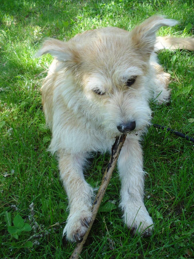 Young Dog Playing with a Rod Stock Image - Image of wirehaired, nature ...