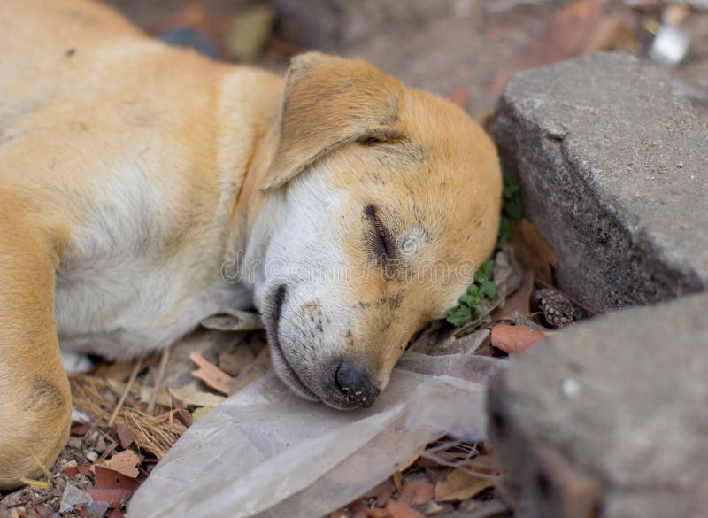 Young Dog Sleeping on the Garbage Heap Stock Photo - Image of hungry ...