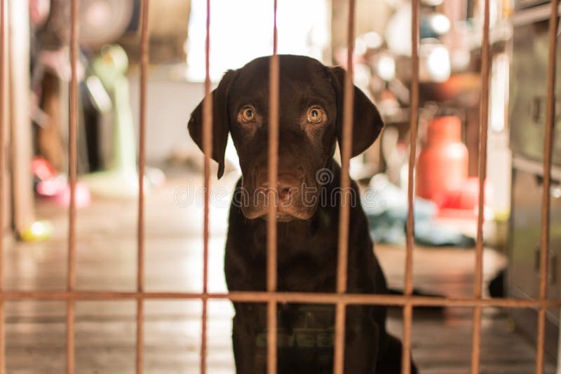 The young dog is trapped stock image. Image of house - 125493739