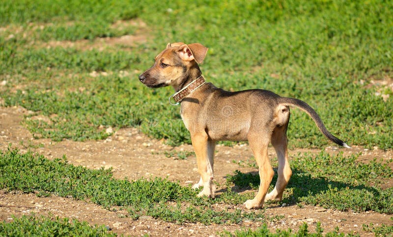 Young Dog Warily Looking into the Distance Stock Photo - Image of ...