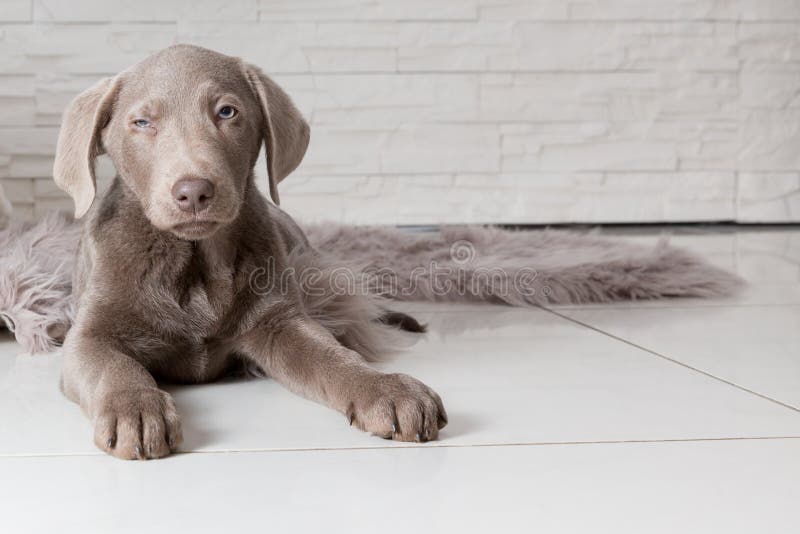 Young Dog Wink at the Camera Stock Photo - Image of camera, lying: 71191808