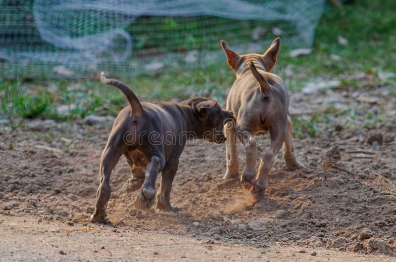 Young Dogs, Cute Dogs, Running and Having Fun Stock Photo - Image of ...