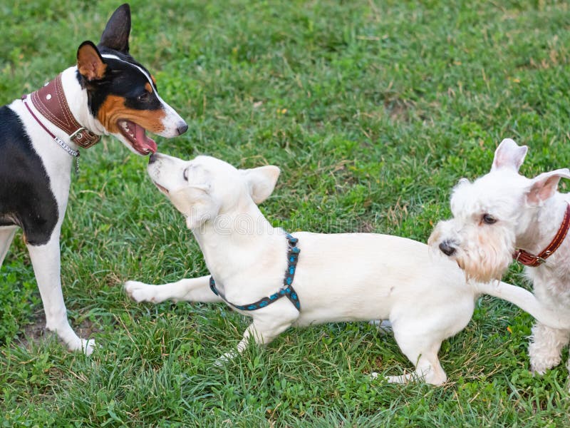 Young Dogs Have Fun Playing on the Grass Stock Image - Image of nature ...