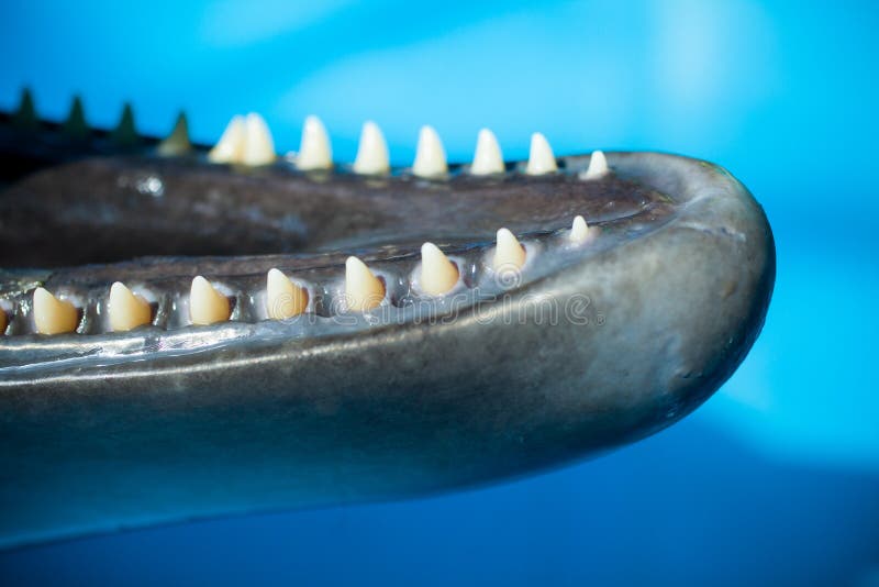 Young dolphin s teeth stock photo. Image of mammal, dolphin - 50312796