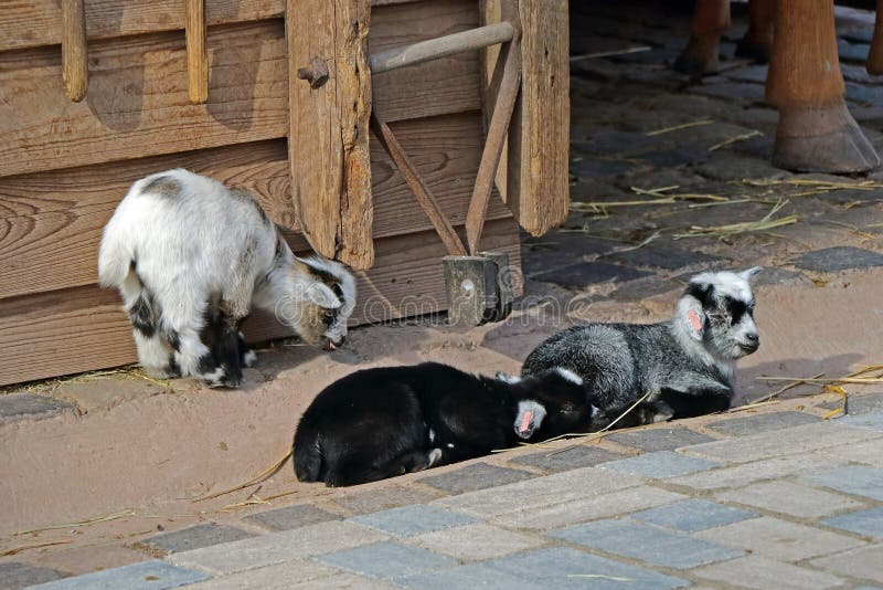 Young Domestic Goat Relaxing in the Sun Dozing Stock Image - Image of ...