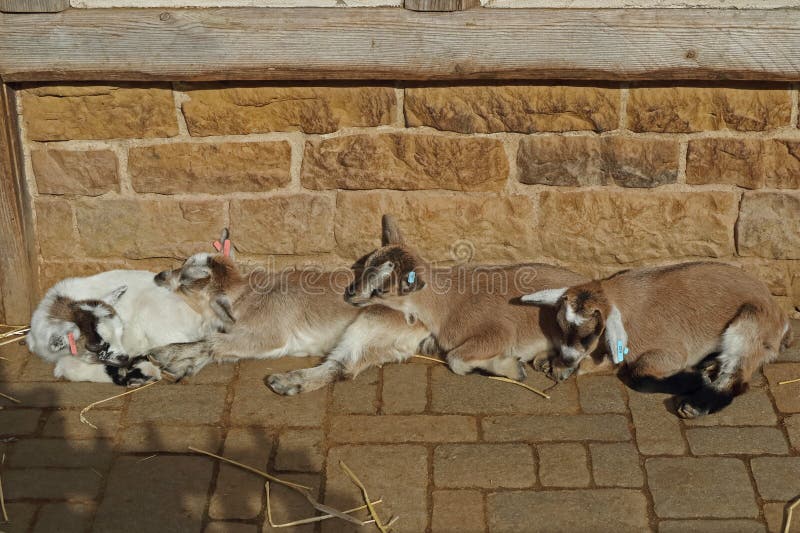 Young Domestic Goat Relaxing in the Sun Dozing Stock Image - Image of ...
