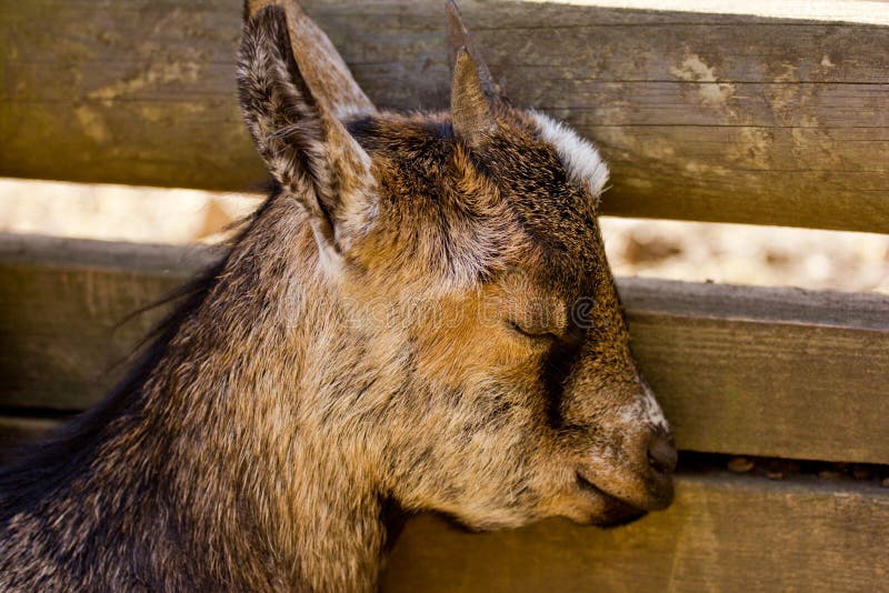 321 Young Domestic Goat Sleeping Stock Photos - Free & Royalty-Free ...