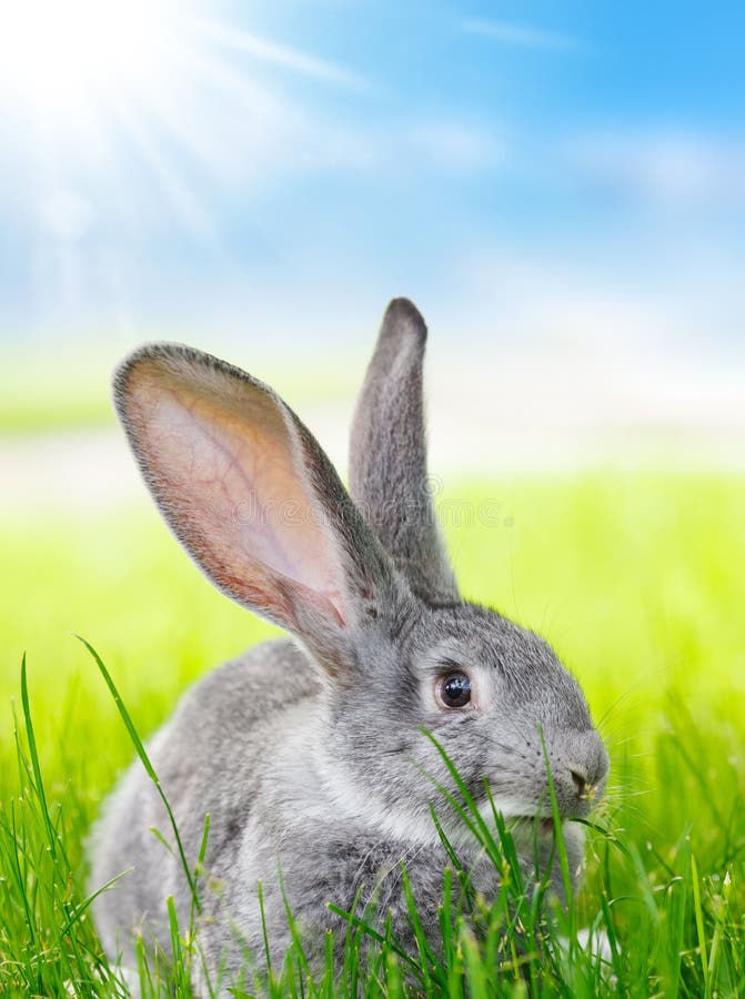 Grey rabbit in green grass stock photo. Image of nature - 41111796