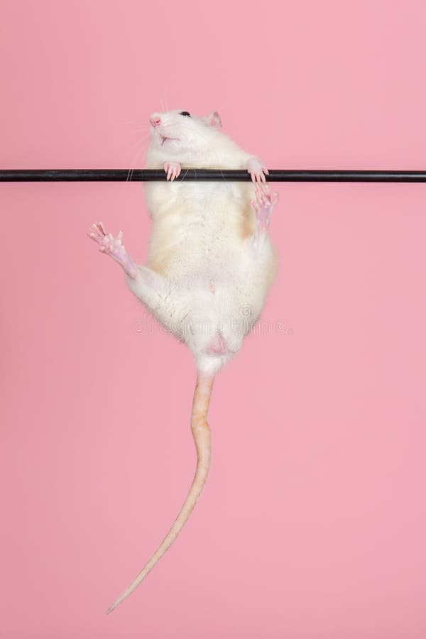 Young domestic rat stock photo. Image of whisker, beauty - 69756580