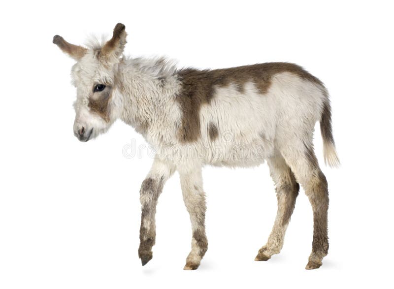 Welsh pony stallion stock image. Image of mane, force - 12802733