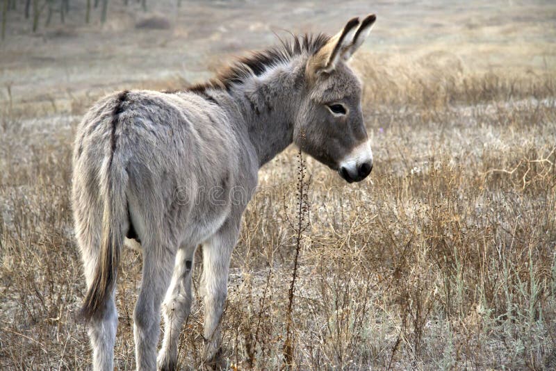 Young Donkey Autumn Morning in the Desert. Stock Photo - Image of ...