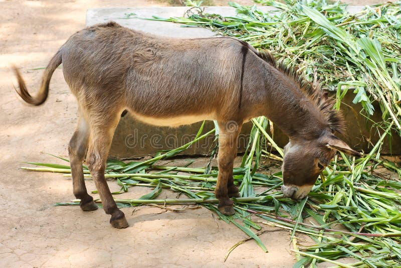 Light Tan Donkey stock image. Image of donkey, mountain - 32695087