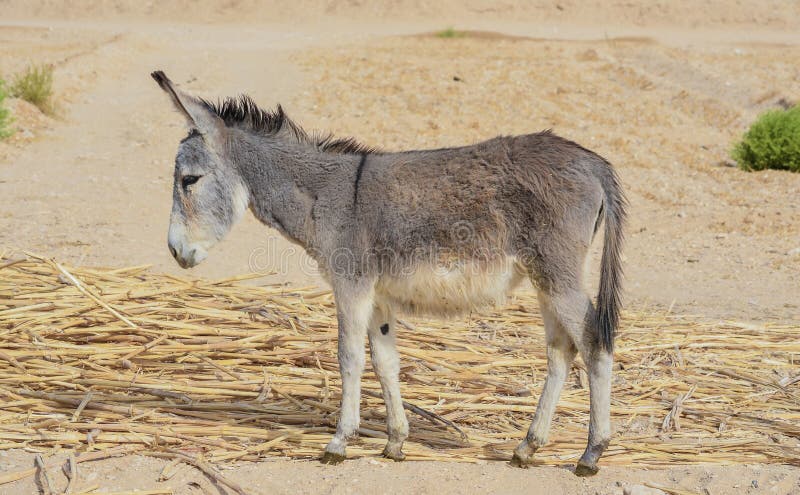 Donkey stock image. Image of grazing, side, mammal, standing - 29701553