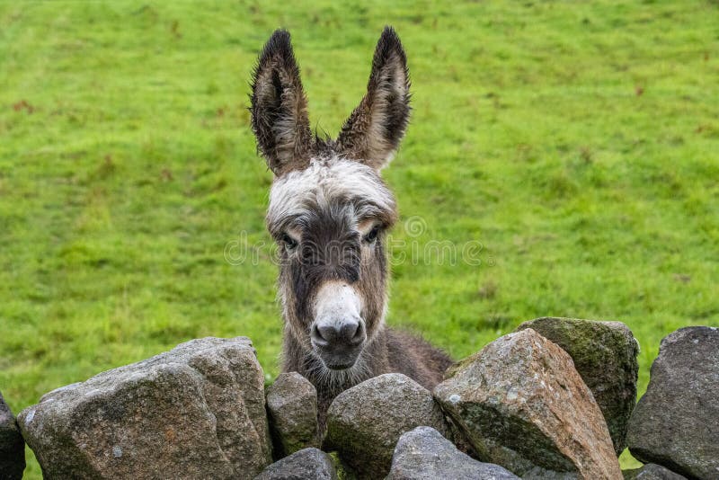 Donkey Looking Over Stone Wall Stock Photos - Free & Royalty-Free Stock ...