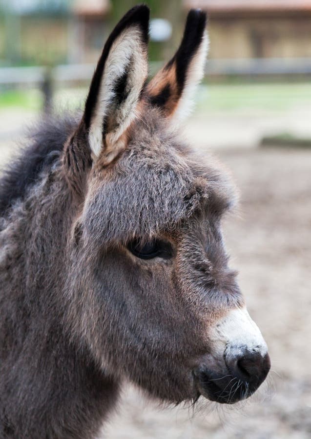 Young donkey looks stock photo. Image of head, summer - 68488118