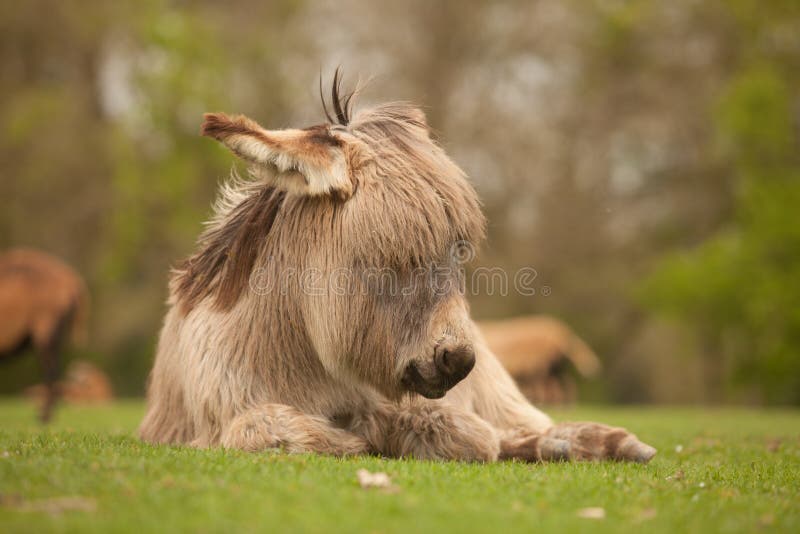 Young Donkey Sleeping stock photo. Image of donkey, young - 39660926