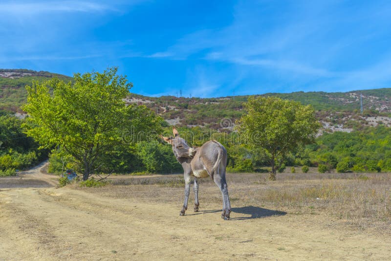 A Young Donkey in the Summer in a Field Stock Image - Image of grass ...
