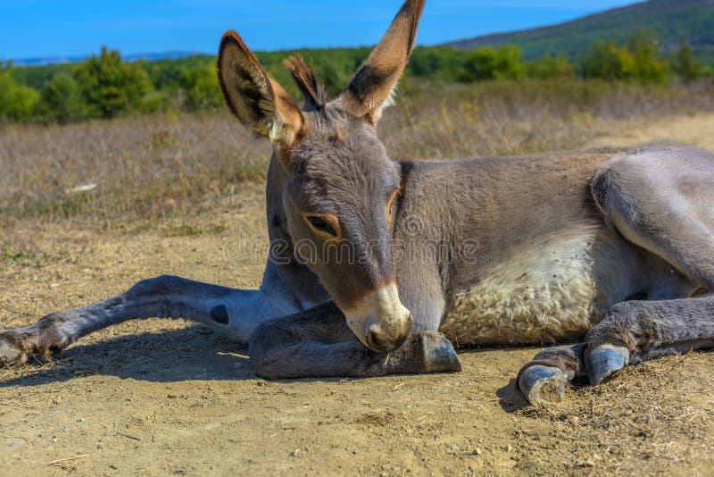 A Young Donkey in the Summer in a Field Stock Photo - Image of domestic ...