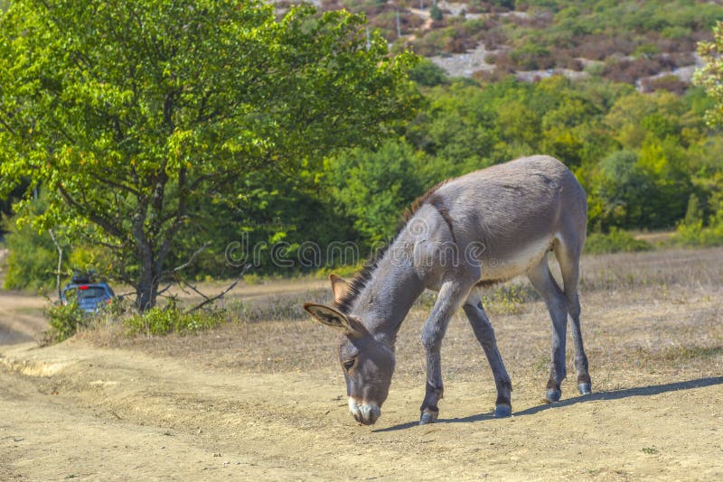 A Young Donkey in the Summer in a Field Stock Photo - Image of horse ...