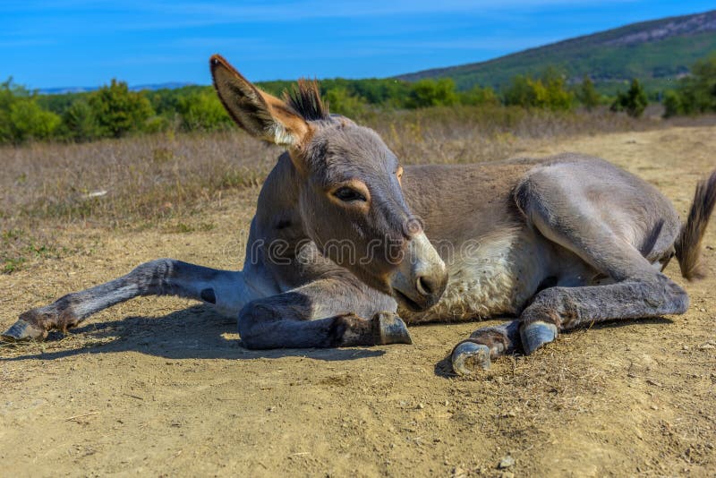A Young Donkey in the Summer in a Field Stock Photo - Image of field ...