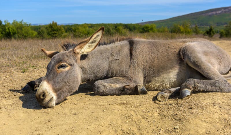 A Young Donkey in the Summer in a Field Stock Photo - Image of farm ...