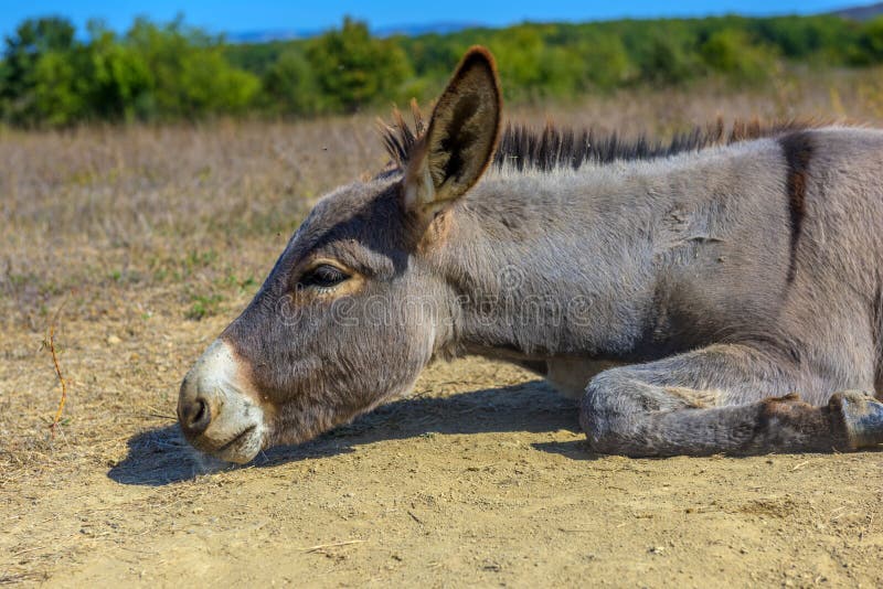 A Young Donkey in the Summer in a Field Stock Image - Image of ...