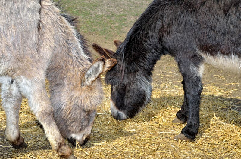 Young Donkeys Feed Straw and Grass in the Zoo Stock Image - Image of ...