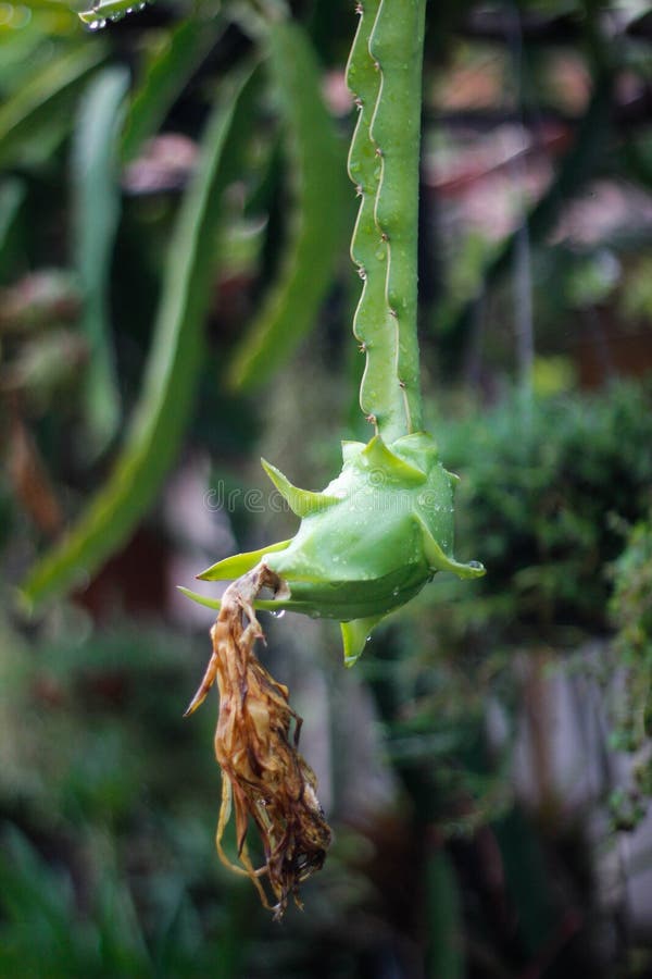 Young Dragon Fruit or Pitaya Growing in a Tree Stock Image - Image of ...