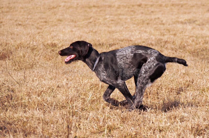 The drahthaar dog stock image. Image of drahthaar, brown - 43903351