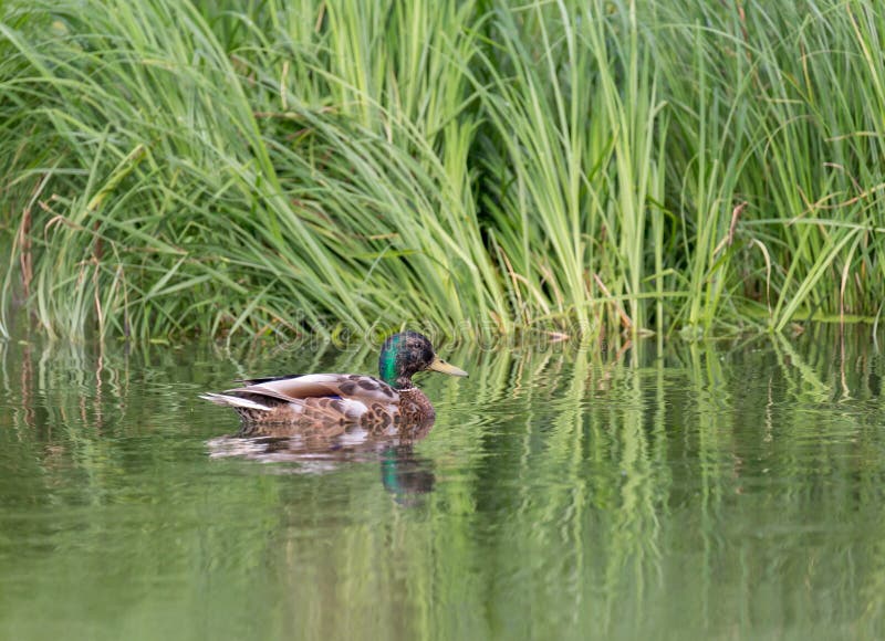The Young Drake Changes the Color Stock Image - Image of drake, water ...