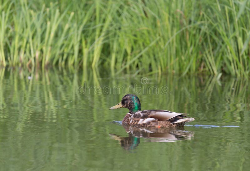 The Young Drake Changes the Color Stock Photo - Image of pekhorka ...