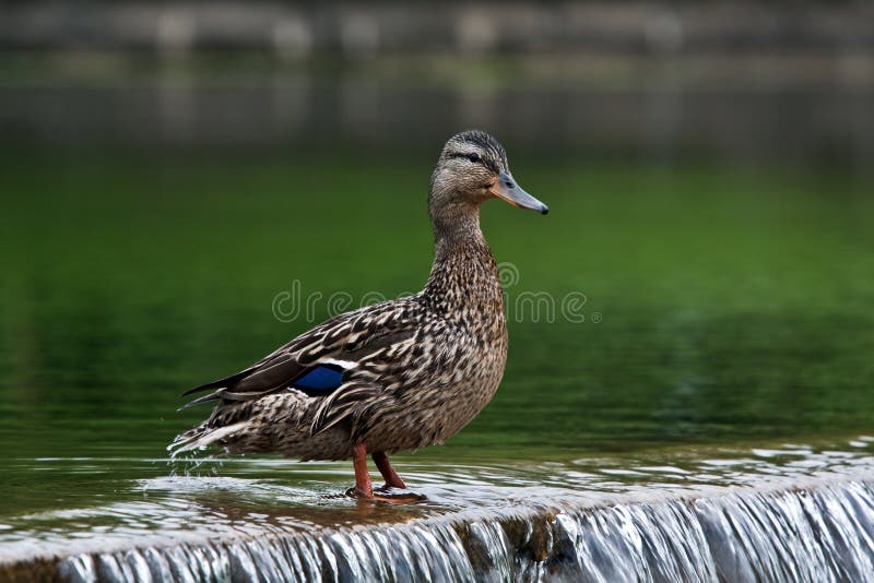 Young duck stock image. Image of cascade, color, river - 10075347