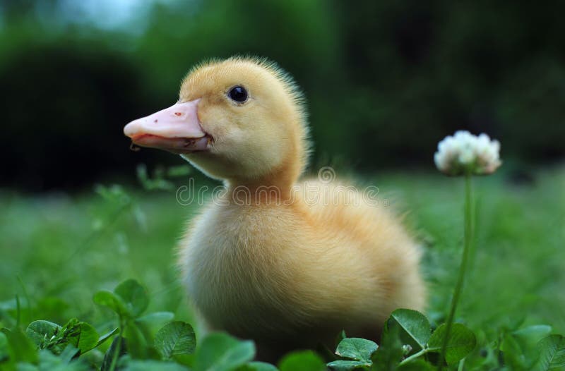 Young duck stock image. Image of duck, yellow, ducky, sweet - 663591