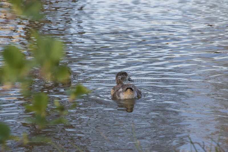 The young duck swims alone stock photo. Image of young - 179504776