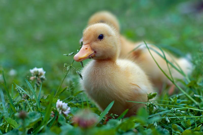 Young ducks stock photo. Image of grass, yellow, duck - 39849126