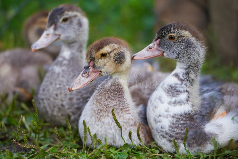 Wild rabbits and flowers stock image. Image of white - 67261127
