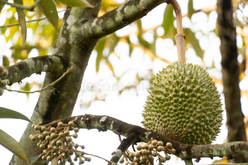Young Durian Fruit Surrounded by Sharp Thorns. Stock Photo - Image of ...