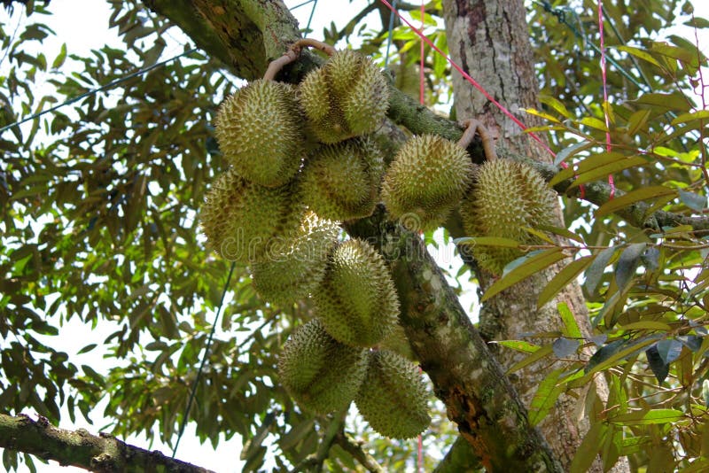 Durian fruit on tree stock image. Image of farm, vitamin - 252279215