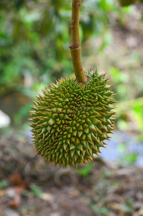 Young Durian On Its Tree In The Orchard Stock Image - Image of fruit ...