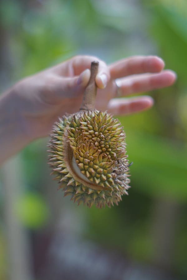 Young Durian Fruit in Woman S Hand Stock Photo - Image of nature ...